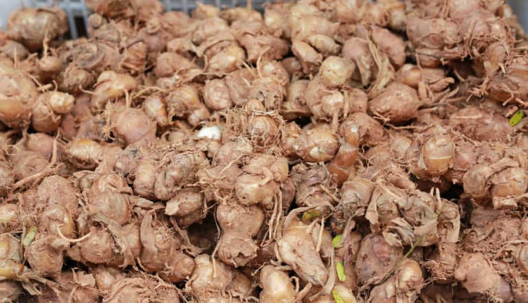 What are the different types of fresh ginger?