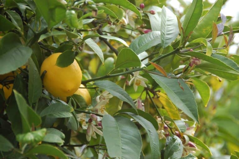 What are the different types of lemon varieties?