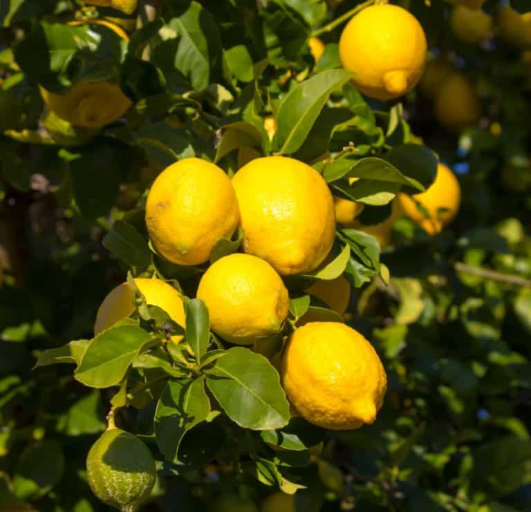 What are the different types of lemon varieties?