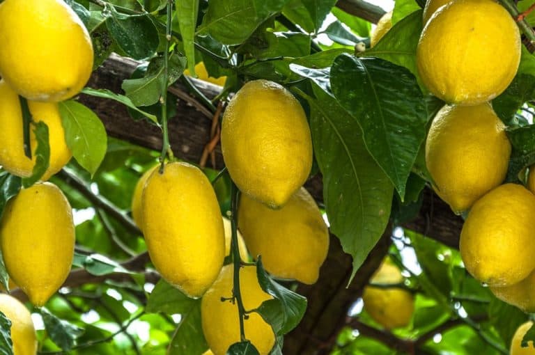 What are the different types of lemon varieties?