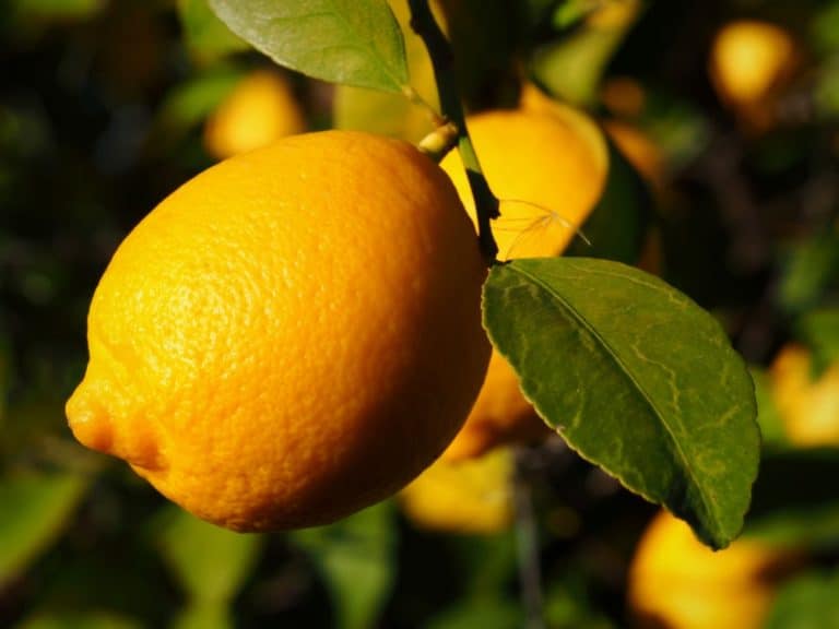 What are the different types of lemon varieties?