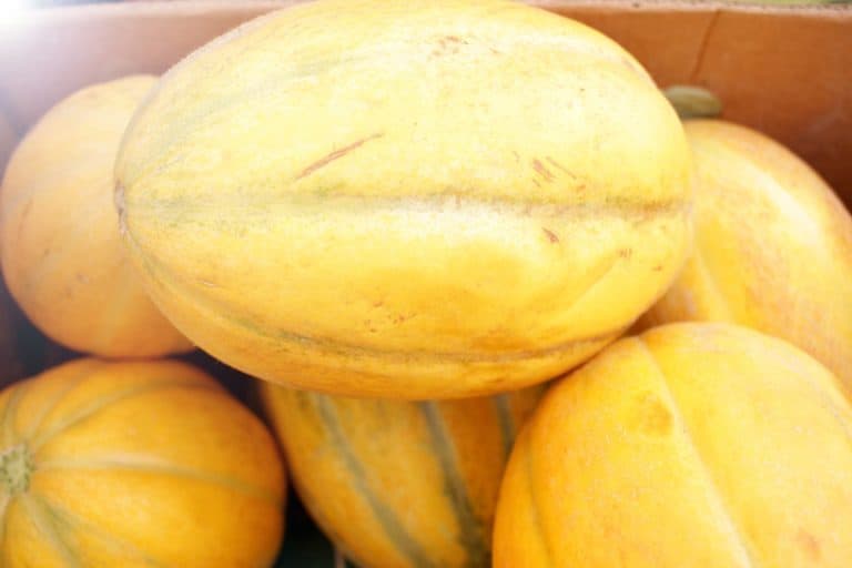 38 Different Types of Melons (Yup, That Many!)