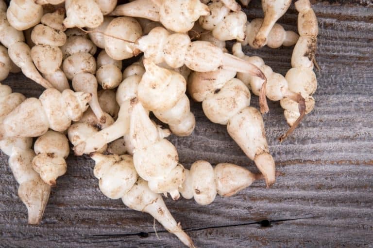 14 Different Types of Root Vegetables