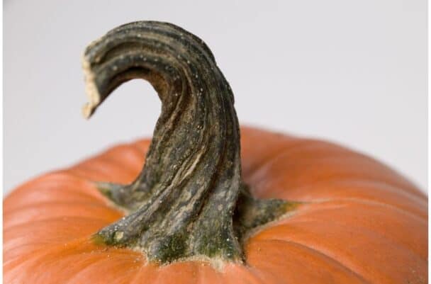Parts of a Pumpkin - What They Look Like and Why They Are Important