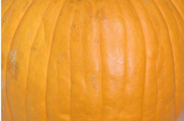 Parts of a Pumpkin - What They Look Like and Why They Are Important