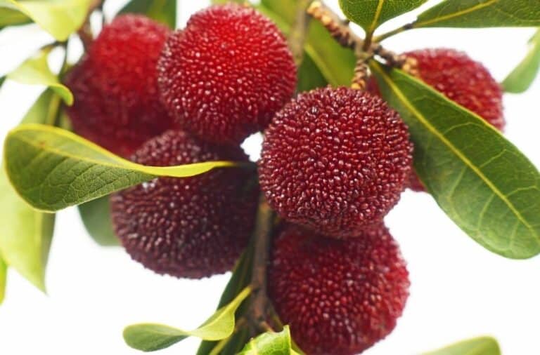 What is a Yumberry? 10 Fun Facts About This Yummy Fruit