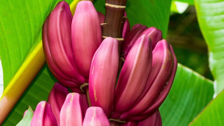 Purple Bananas are Real and Other Fun Facts