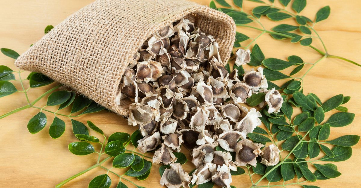 How to Eat Moringa Seeds