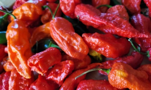 How to Tell When Ghost Peppers Are Ripe