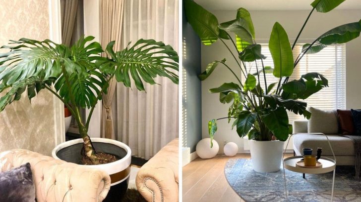 Top 20 Houseplants That Grow Well in the Dark