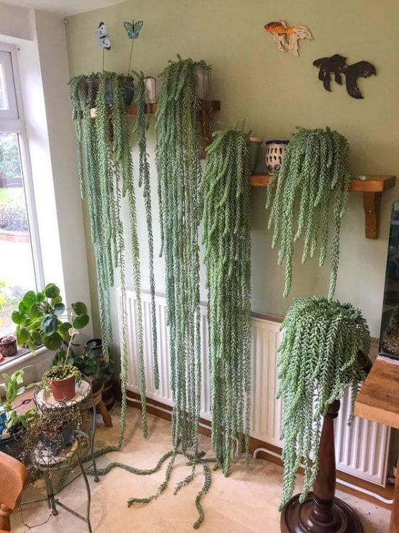 Breathe Life into Your Home with These 30 Plant Display Ideas