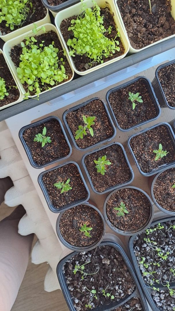 9 Simple Ways to Start Micro-Homesteading for Beginners